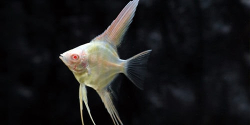 Types of Freshwater Angelfish – NEPgrunz | Fish, Aquarium and Plants Nepal