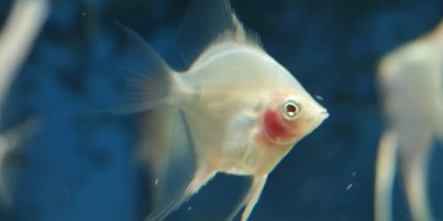 Diferentes tipos de peces ángel de agua dulce | Arquidia Mantina