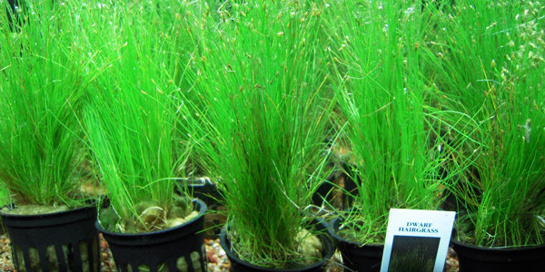 Dwarf Hair Grass for Beautiful Underwater “Lawn” | The Aquarium Guide