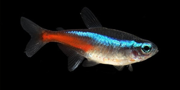 Neon Tetra Disease | The Aquarium Guide