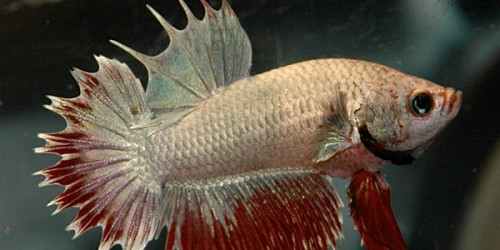 Betta Fish Series - Types of Betta Fish | The Aquarium Guide