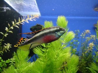 Kribensis Cichlid: Care Guide, Breeding, and Tank Size