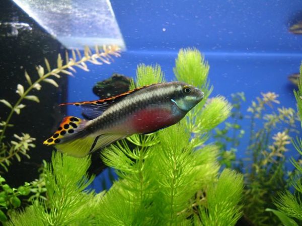 Kribensis Cichlid: Care Guide, Breeding, and Tank Size