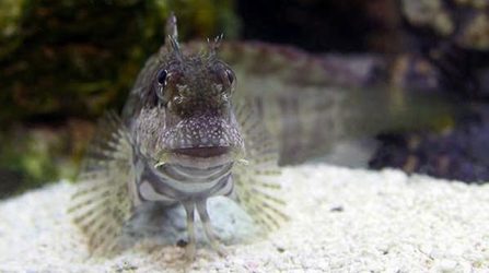Lawnmower Blenny: Care Guide, Breeding, Tank Size & Disease