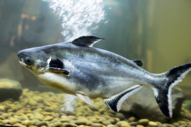 Iridescent Shark: The Definitive Care Guide | The Aquarium Guide